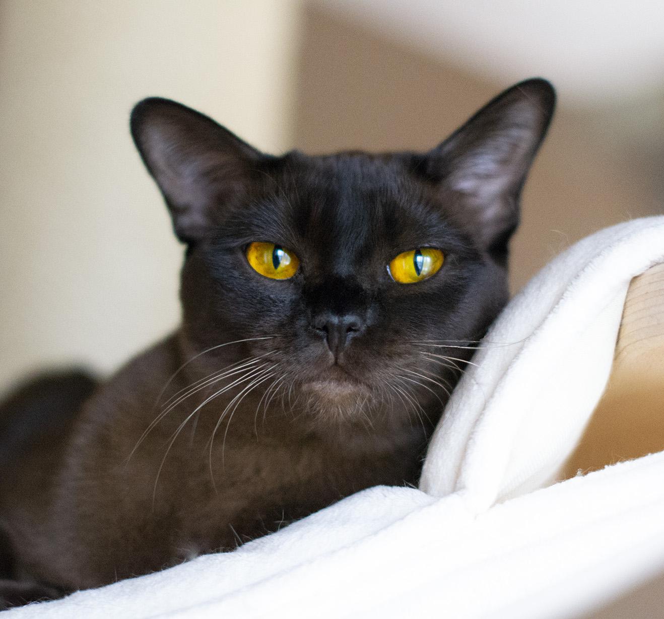 Photo Gallery 1 - Royal Esprit Burmese Cattery