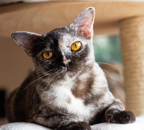 Discover the 10 Beautiful Burmese Cat Colors | Royal Esprit Burmese Cattery