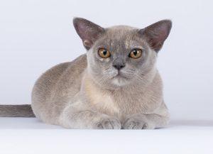 Discover the 10 Beautiful Burmese Cat Colors | Royal Esprit Burmese Cattery
