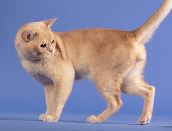 Discover the 10 Beautiful Burmese Cat Colors | Royal Esprit Burmese Cattery