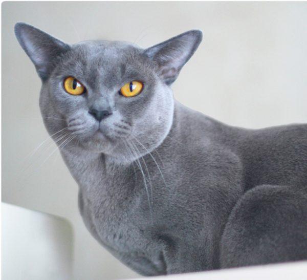 Discover the 10 Beautiful Burmese Cat Colors | Royal Esprit Burmese Cattery