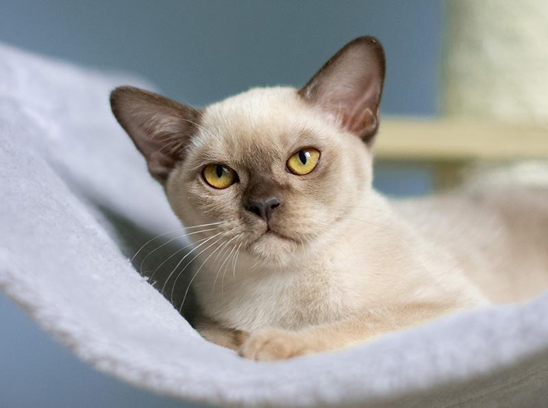 Royal Esprit Burmese Cattery | Burmese Cat Breed Profil