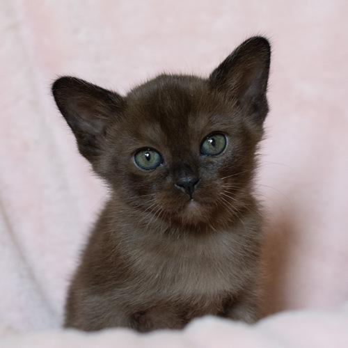 Burma-Kitten - Royal Esprit Burmese Cattery