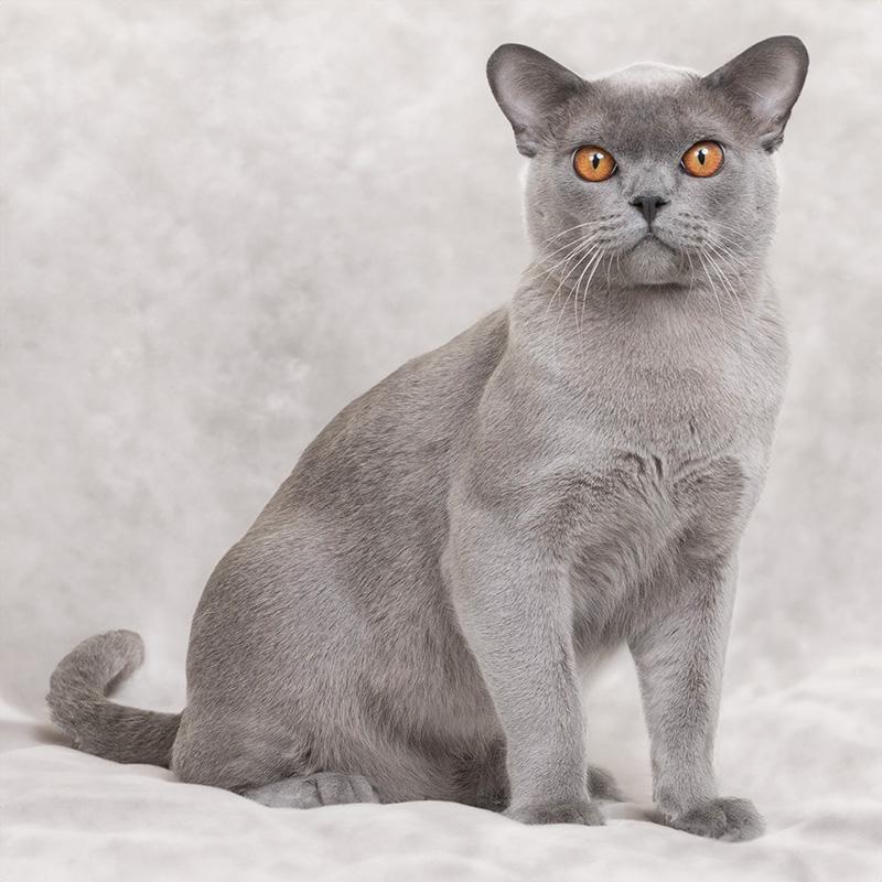 Burmese Cat Coat at Ruth Doiron blog