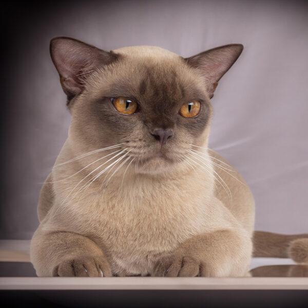 Discover the 10 Beautiful Burmese Cat Colors | Royal Esprit Burmese Cattery