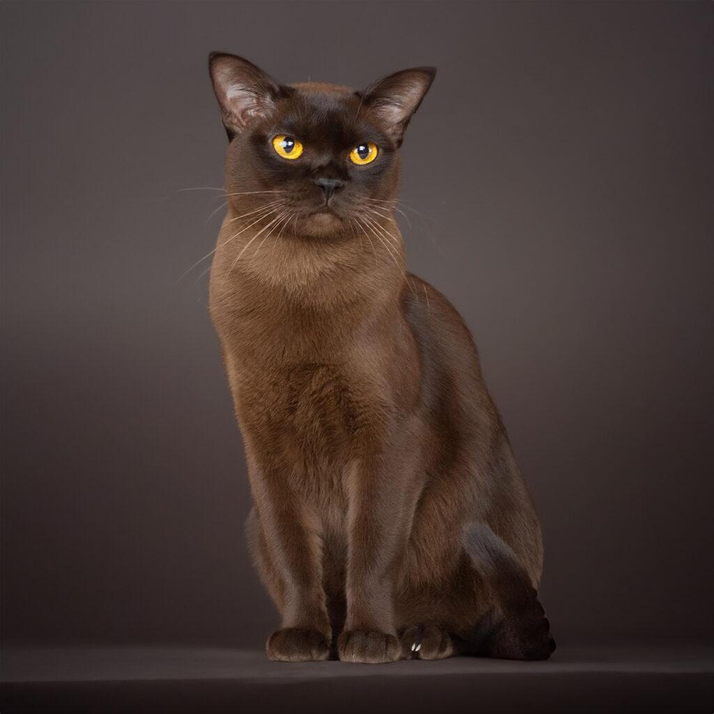 Burmese Cat Breeding Cattery | Royal Esprit European Burmese