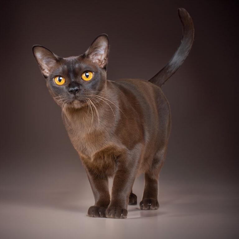 Discover the 10 Beautiful Burmese Cat Colors | Royal Esprit Burmese Cattery