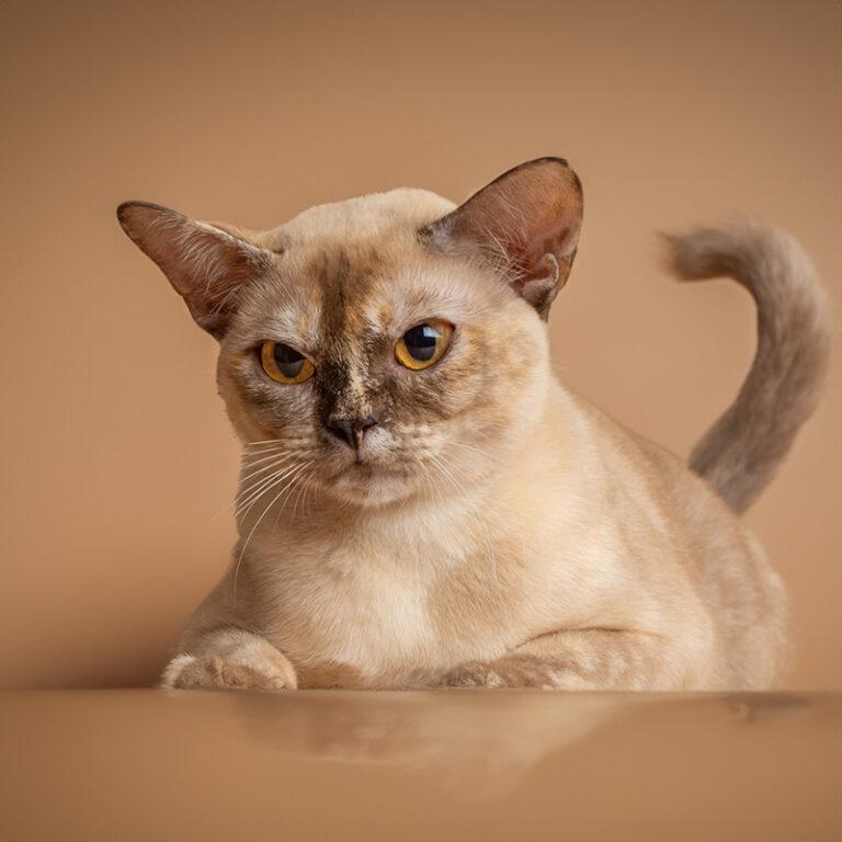Discover the 10 Beautiful Burmese Cat Colors | Royal Esprit Burmese Cattery