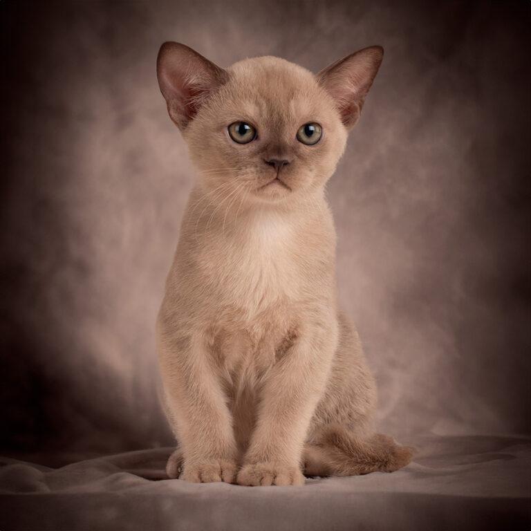 Discover the 10 Beautiful Burmese Cat Colors | Royal Esprit Burmese Cattery
