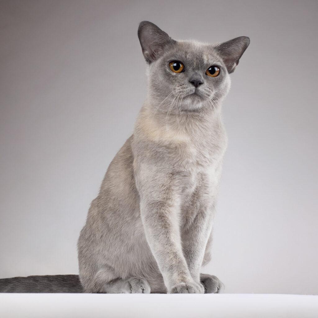 Discover the 10 Beautiful Burmese Cat Colors | Royal Esprit Burmese Cattery
