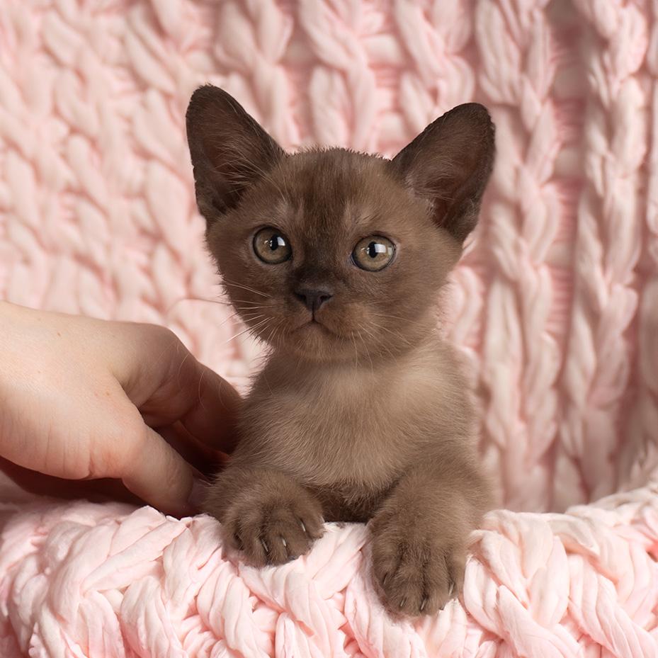 Burma-Kitten - Royal Esprit Burmese Cattery