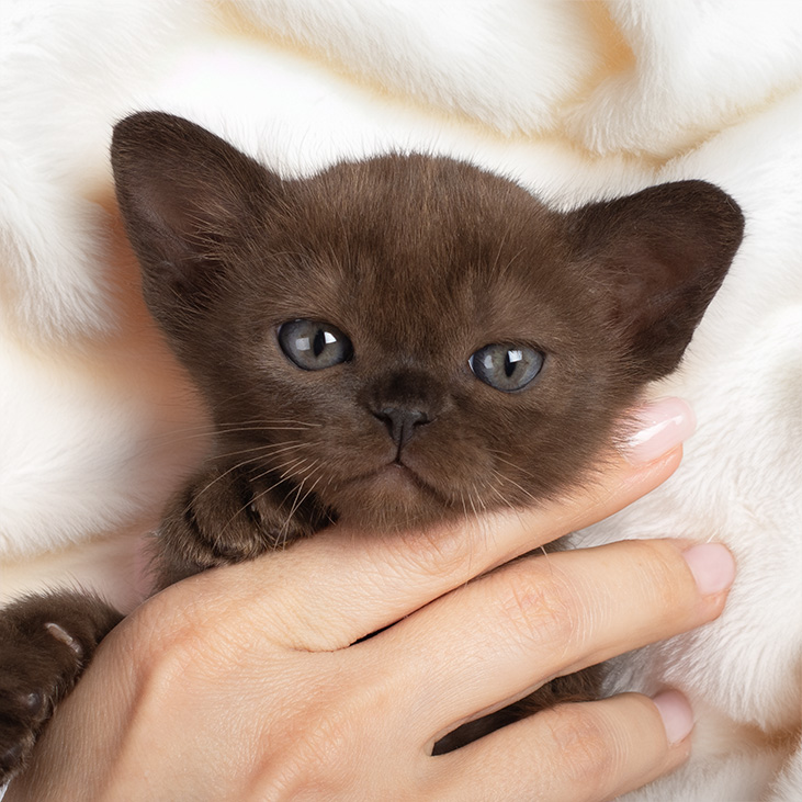 Burmese Kittens - Royal Esprit Burmese Cattery