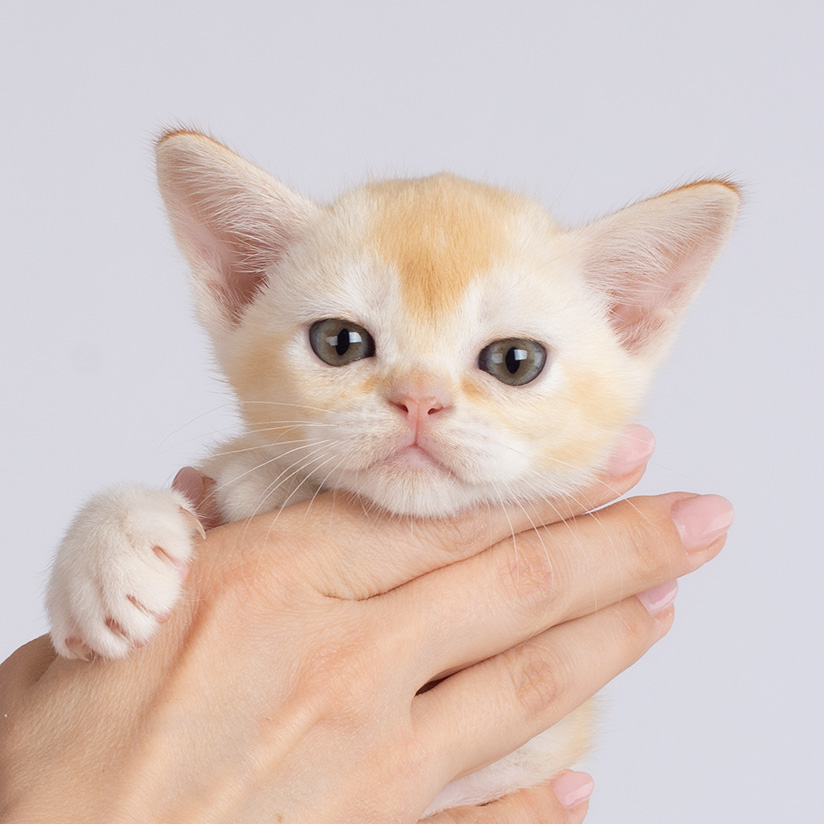 - Royal Esprit Burmese Cattery