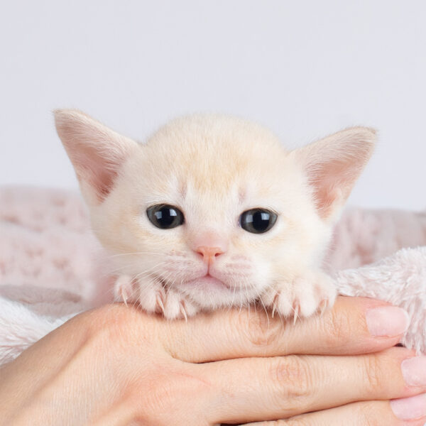Burmese Kittens - Royal Esprit Burmese Cattery