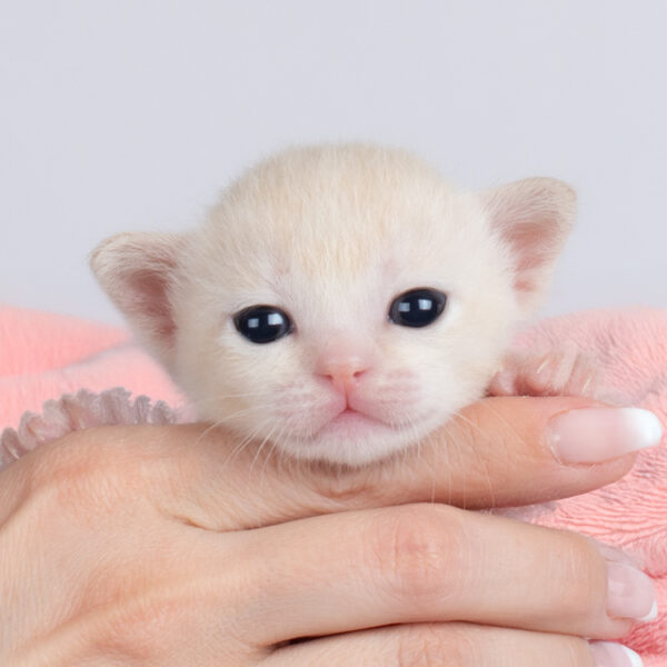 Burmese Kittens - Royal Esprit Burmese Cattery